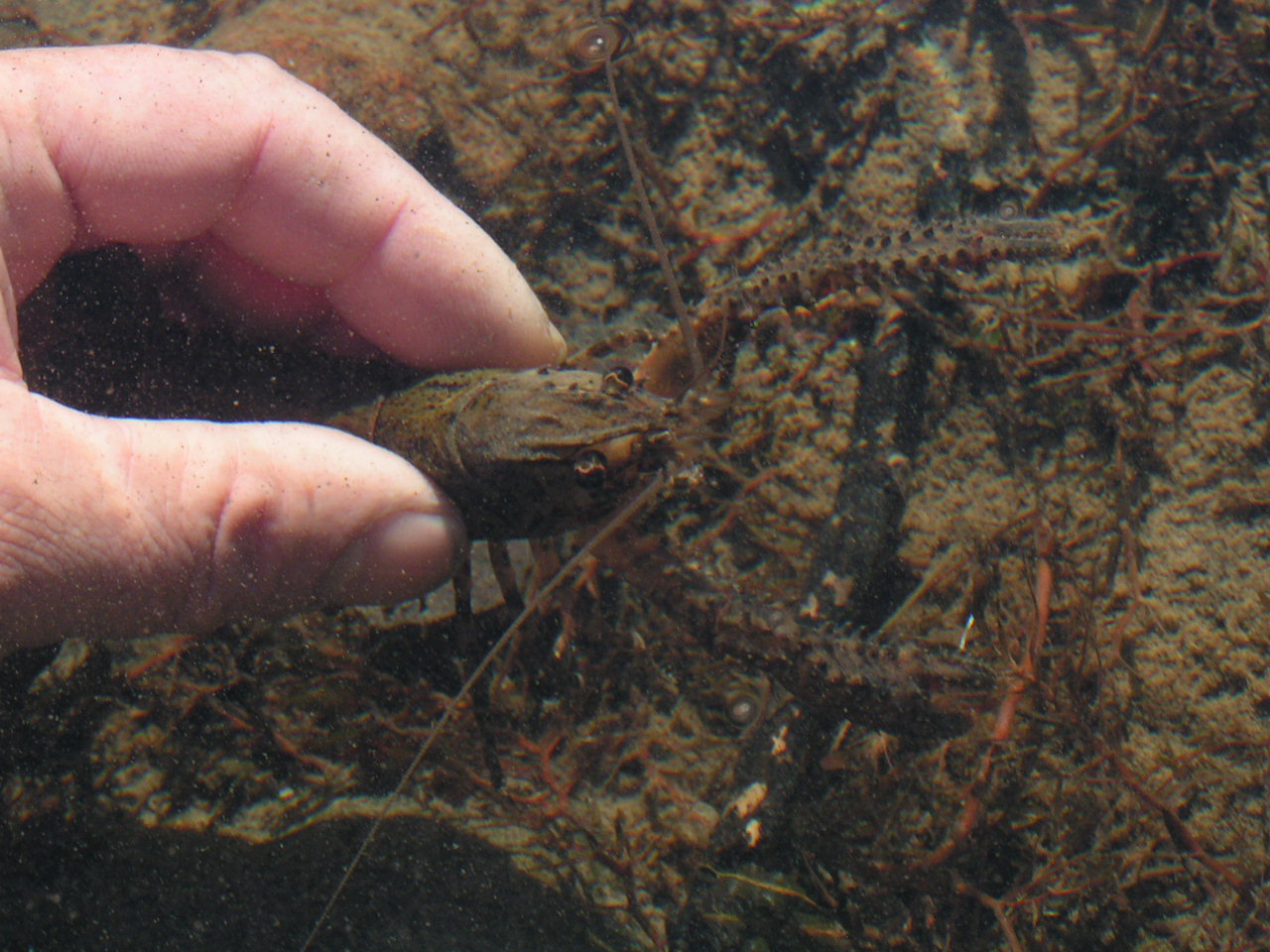 Curious Kai: Koura / Freshwater Crayfish