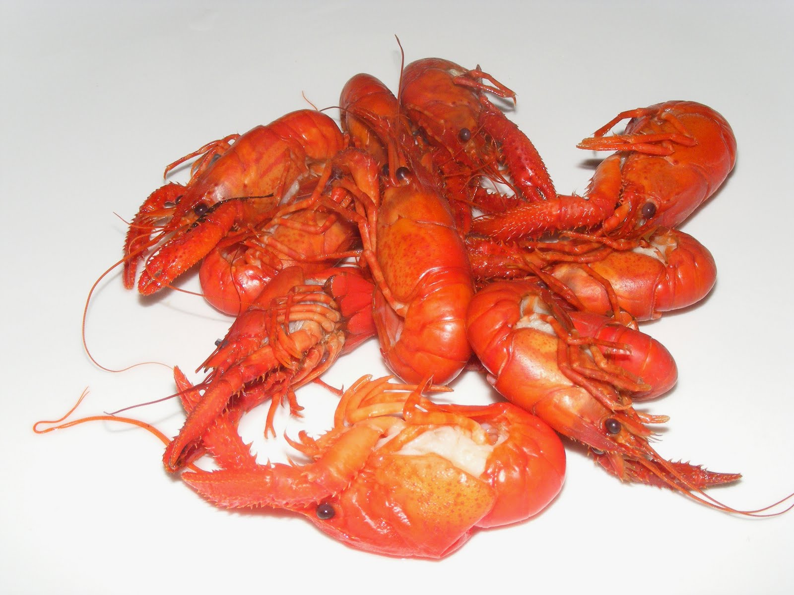 Curious Kai: Koura / Freshwater Crayfish