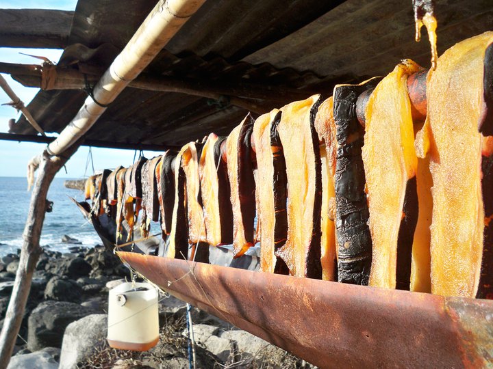 Tradisi Berburu Ikan Paus di Lamalera