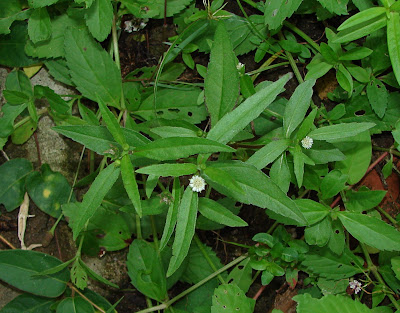 Oklahoma Wildflowers: False Daisy