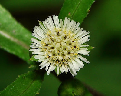 Oklahoma Wildflowers: False Daisy