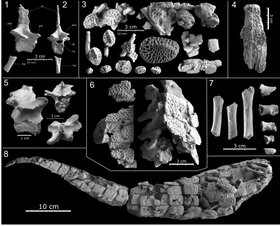 Paleosur: Predation bite-marks on a peirosaurid crocodyliform