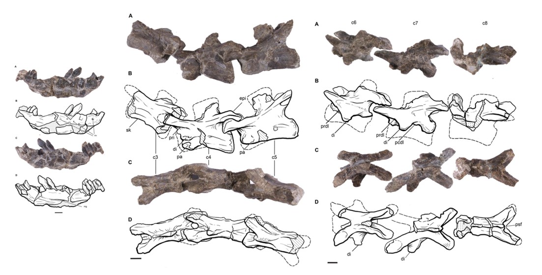 Paleosur: Leonerasaurus, A new basal sauropod dinosaur