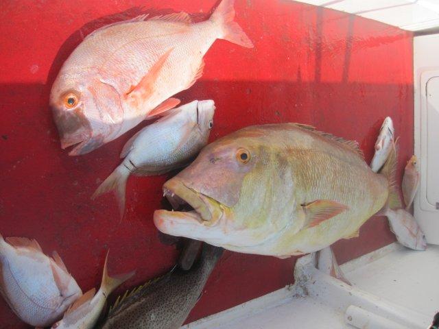Archie (Magangane): RED STEENBRAS(Copper Steenbras)-petrus rupestris
