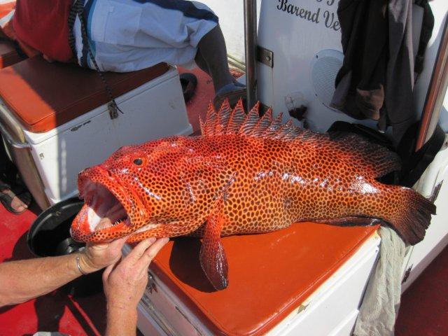 Archie (Magangane): TIGER ROCKCOD(Striped-fin rockcod)-Epinephelus posteli