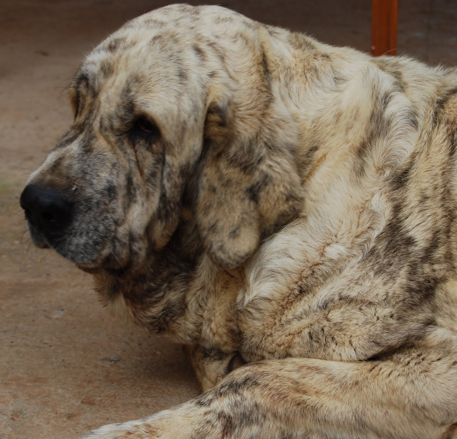 Mastines del Mediterraneo