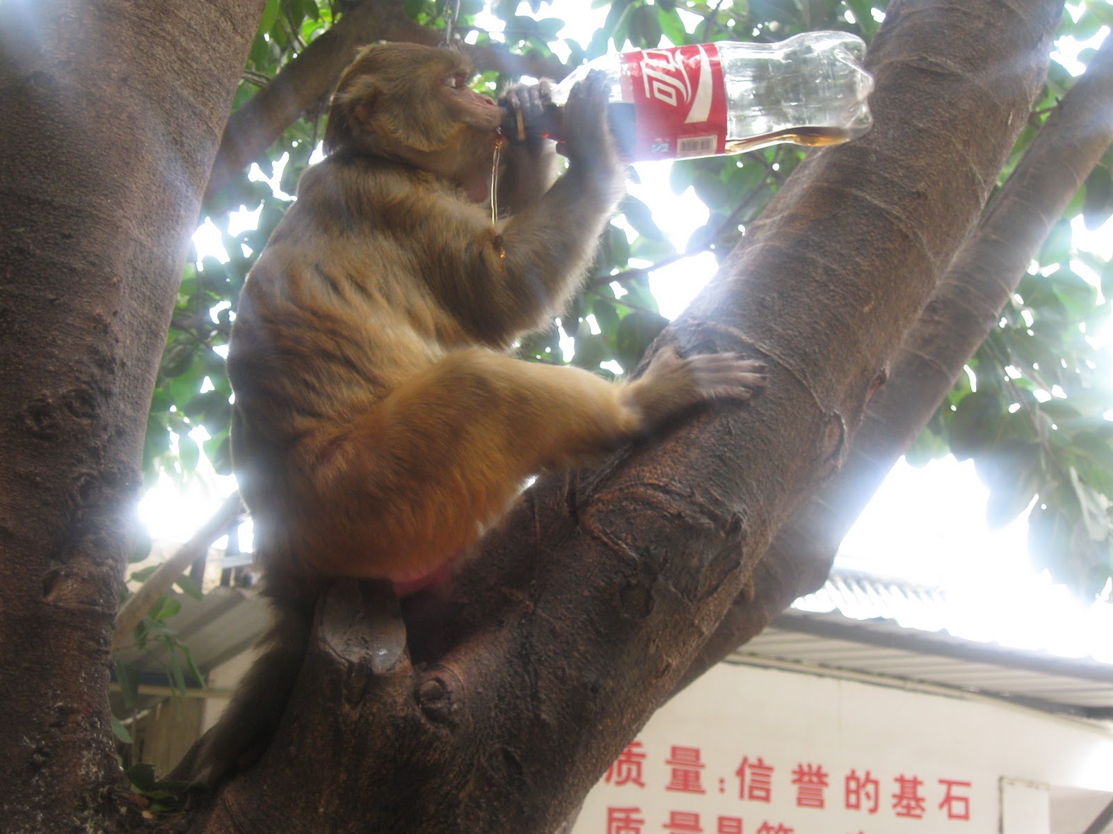 george lu's blog: monkey drinking coke (coca-cola)