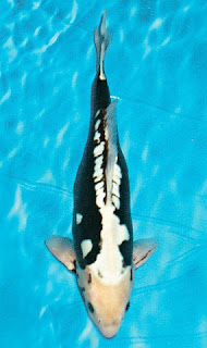 JAPAN KOI (CARP): KUMONRYU KOI