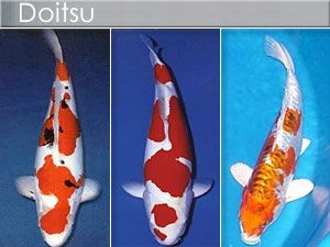 JAPAN KOI (CARP): DOITSU KOI