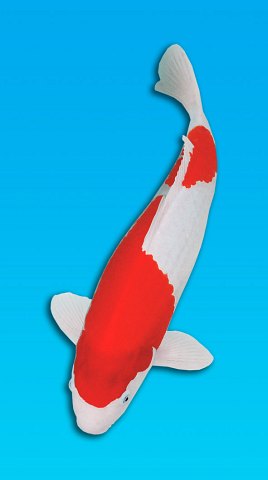 JAPAN KOI (CARP): General Description of Kohaku