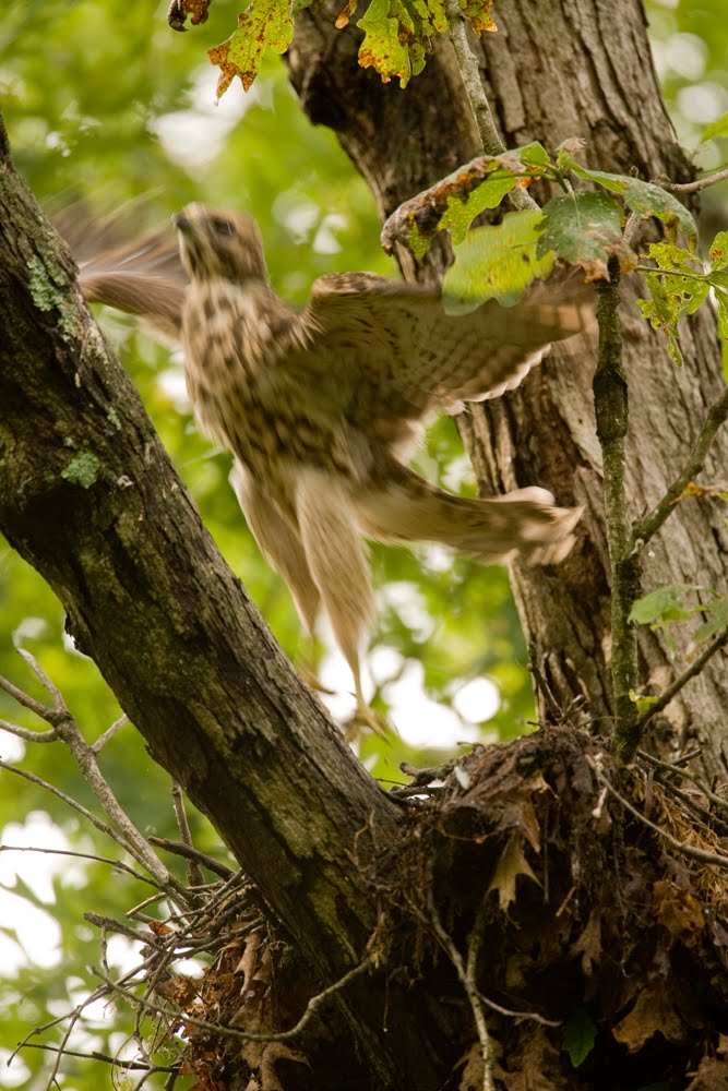 missouri nature photography: Baby Hawks Update