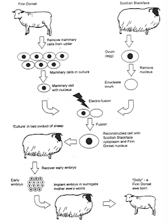 Yunita Eka: Kloning " DOMBA DOLLY " ( Bioteknologi Modern )