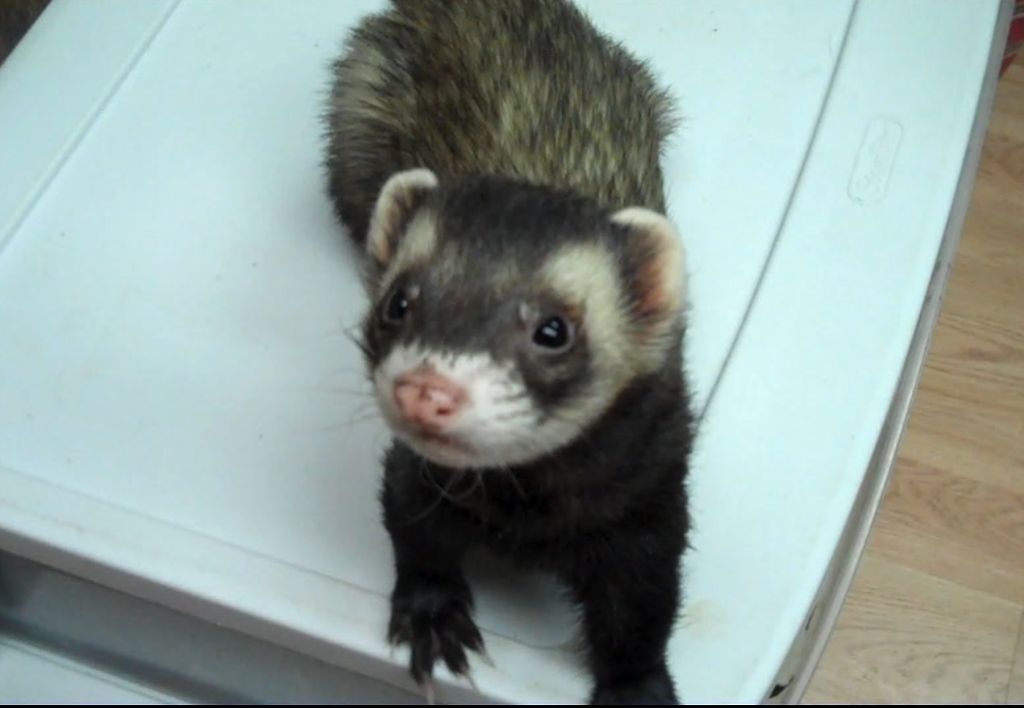 Dihorul: Poze amuzante cu Dihori