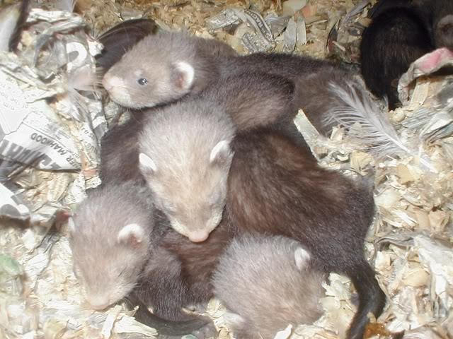 Dihorul: Poze amuzante cu Dihori