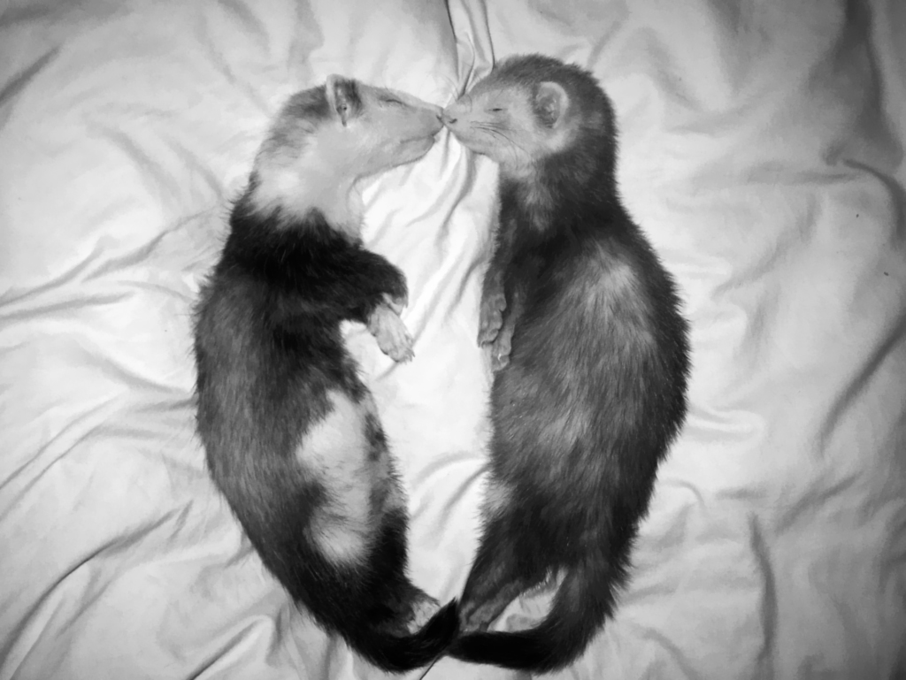 Dihorul: Poze amuzante cu Dihori