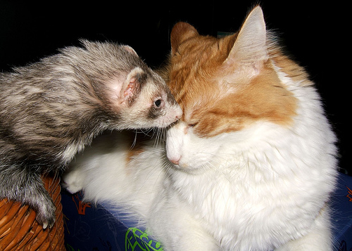 Dihorul: Poze amuzante cu Dihori