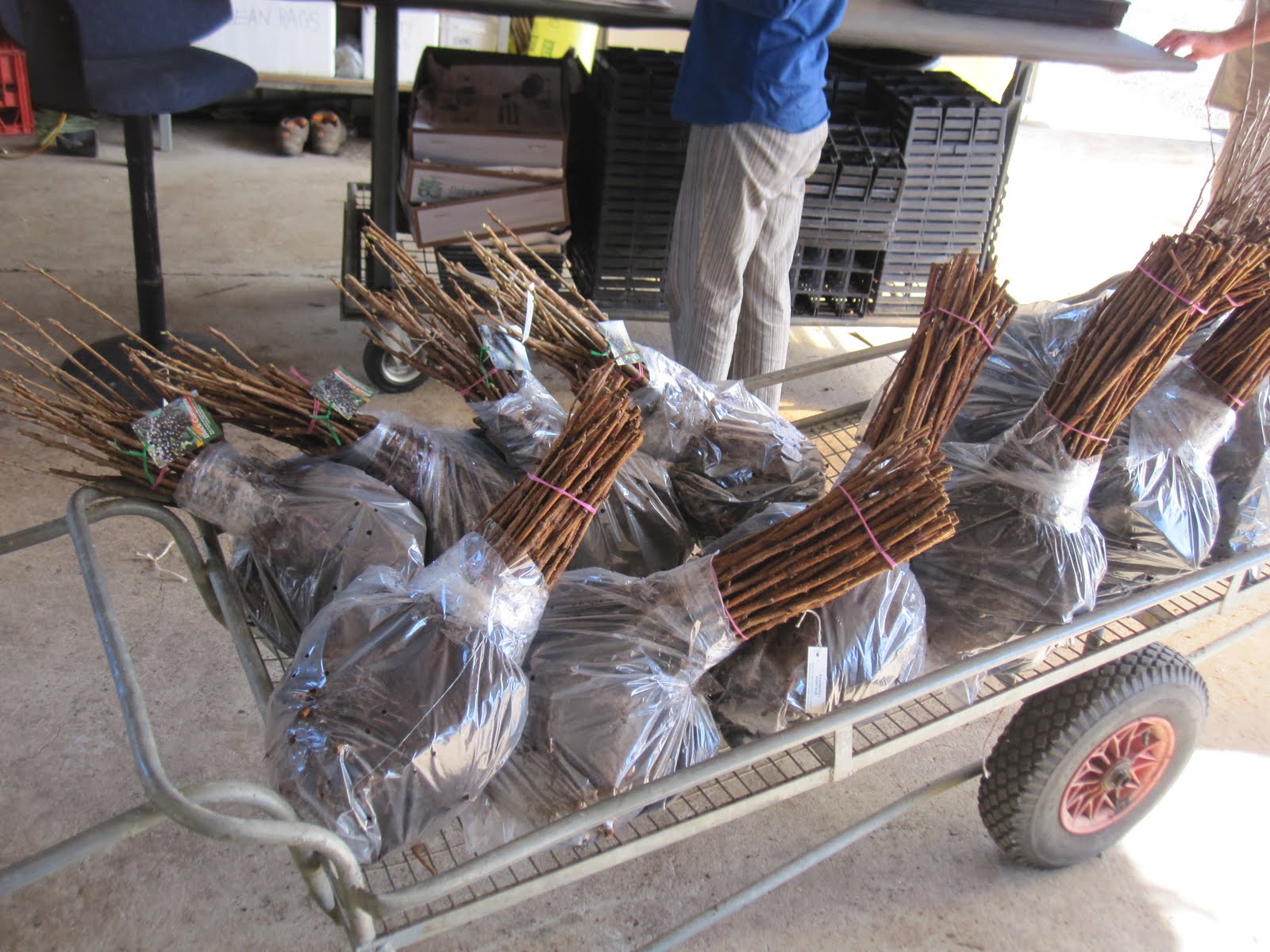 Daleys Fruit Tree Blog: Bare Root Stock Arrived 2010