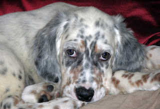 Animalutze de companie: Setter Englez-English Setter