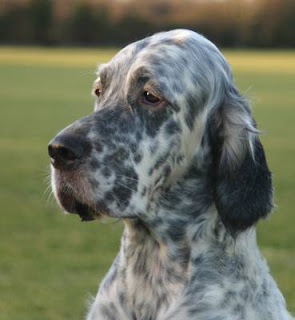 Animalutze de companie: Setter Englez-English Setter