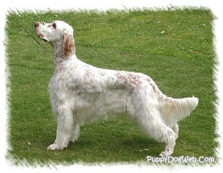 Animalutze de companie: Setter Englez-English Setter