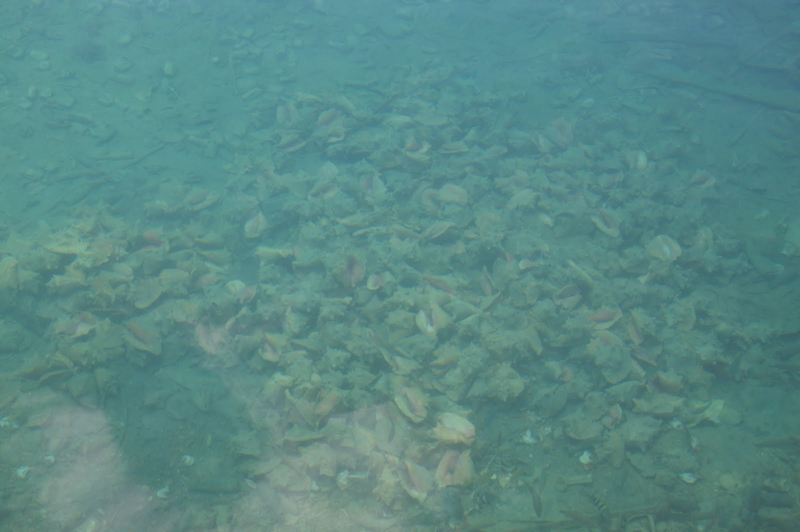 The House of Soon: Electric eels, sharks, and conch salad - our ...