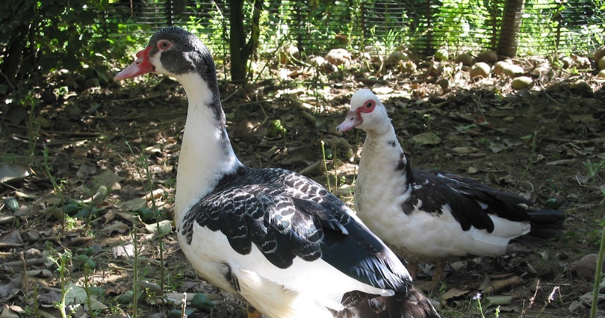 PATOS MUDOS. Manual de crianza de patos.REVISTA ARCHIVOS DE ZOOTECNIA ...