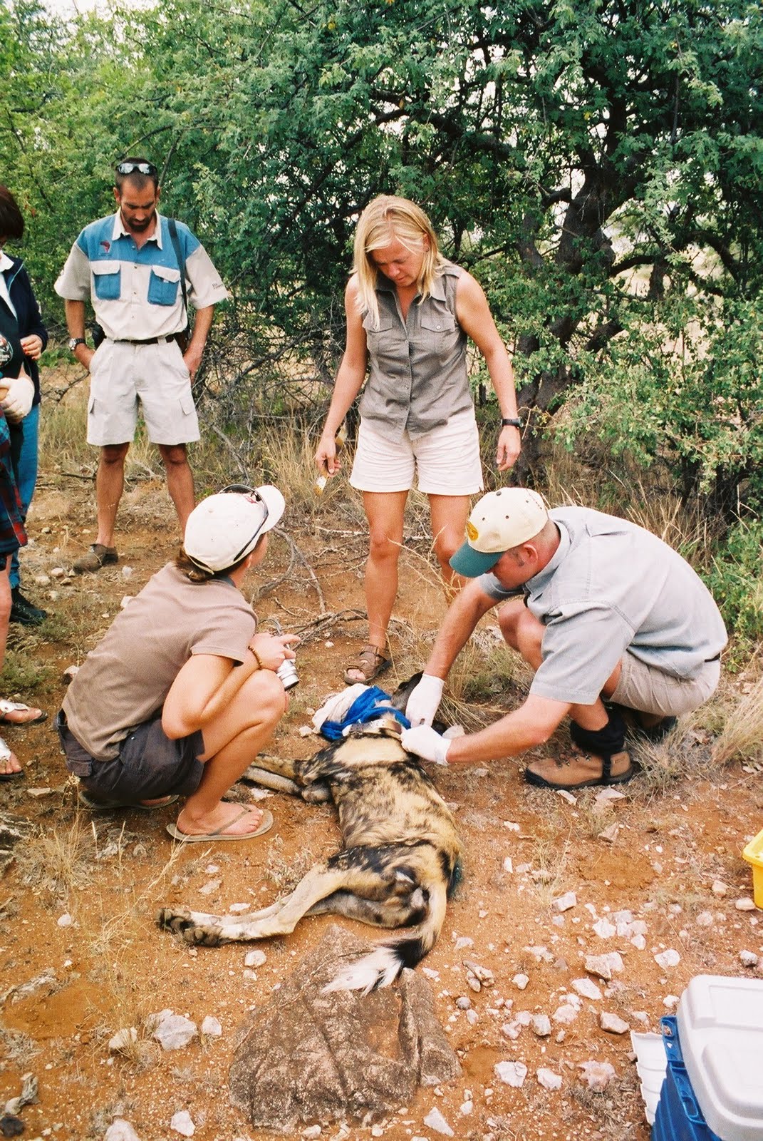 Brothers Safaris Updates: So what does it take to be a wildlife vet ...