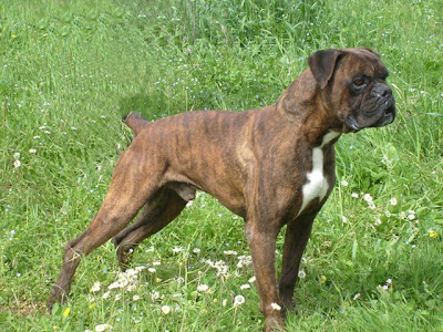 la casa dei molossi: ARES BOXER PURO TIGRATO ABBANDONATO IN CANILE