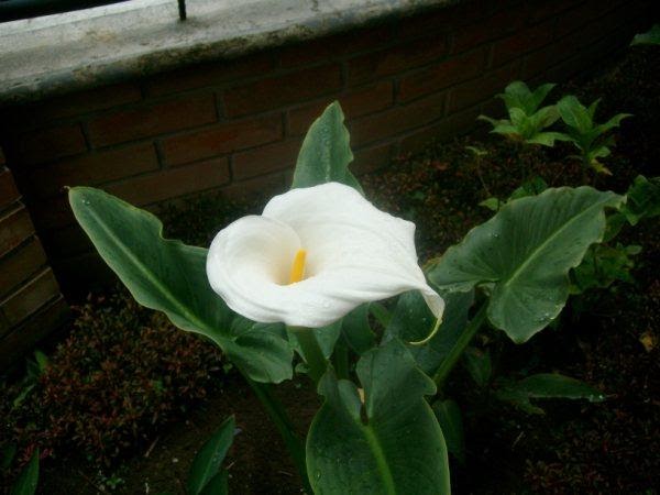 HeRbaRiiO ViiRtUaL...