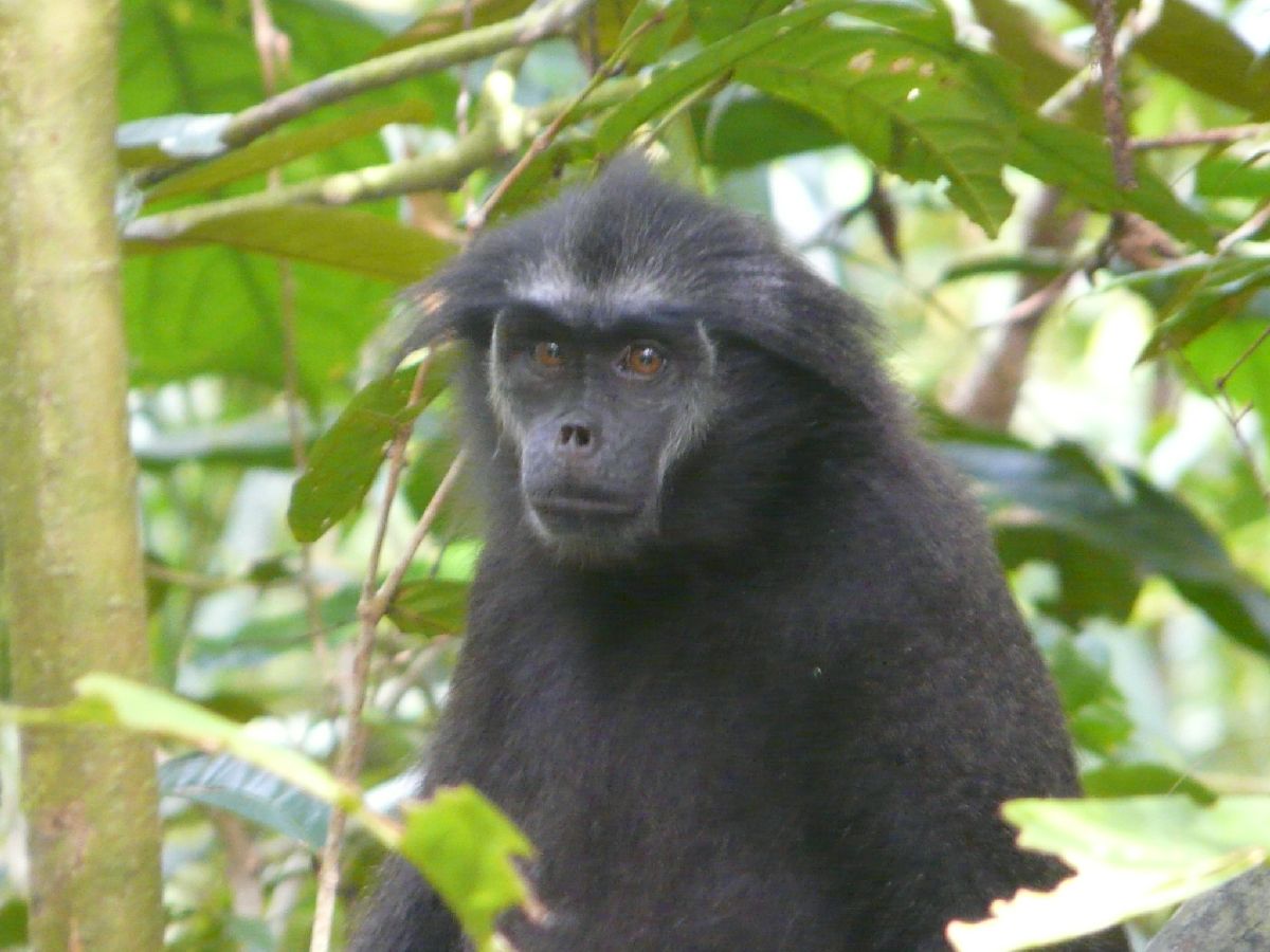 Préhistoire alternative: Homo floresiensis : un descendant en ligne ...