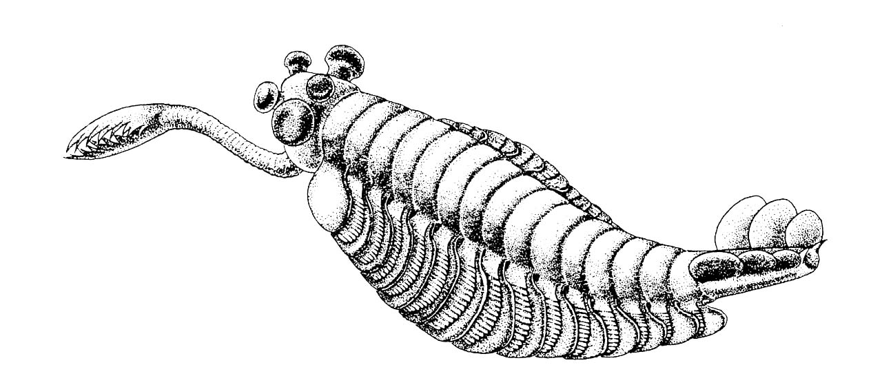 Back in the Labyrinth: Weird Wonder Wednesday: Opabinia