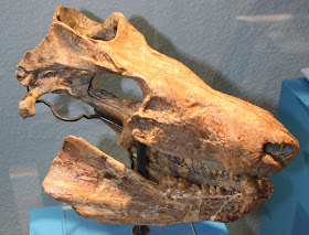 Scheletro Cinodonte