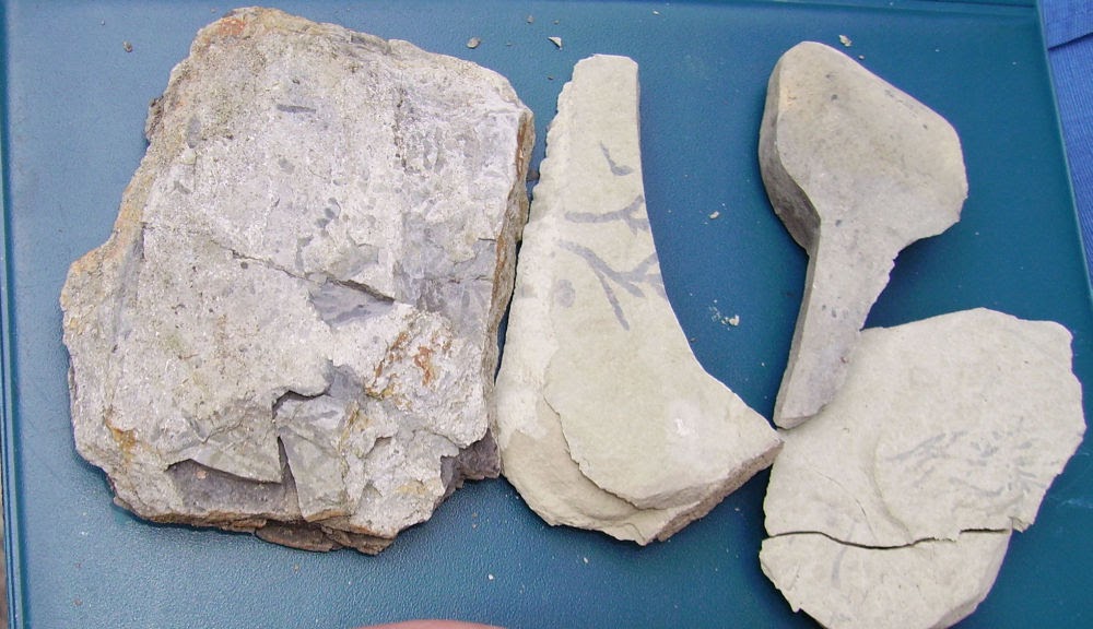 History of Geology: Following the tracks of Ichnology