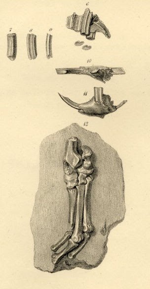History of Geology: Darwin's rat: a first geological view on mammalian ...