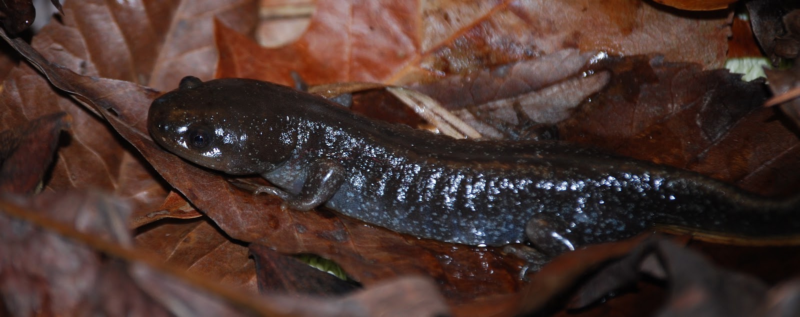 North Georgia Naturalist: Mole Salamander - New County Record