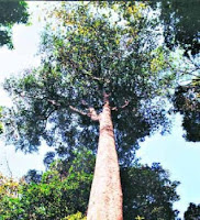 BIODIVERSITY: Biodiversity - Agasthyamalai Biosphere Reserve