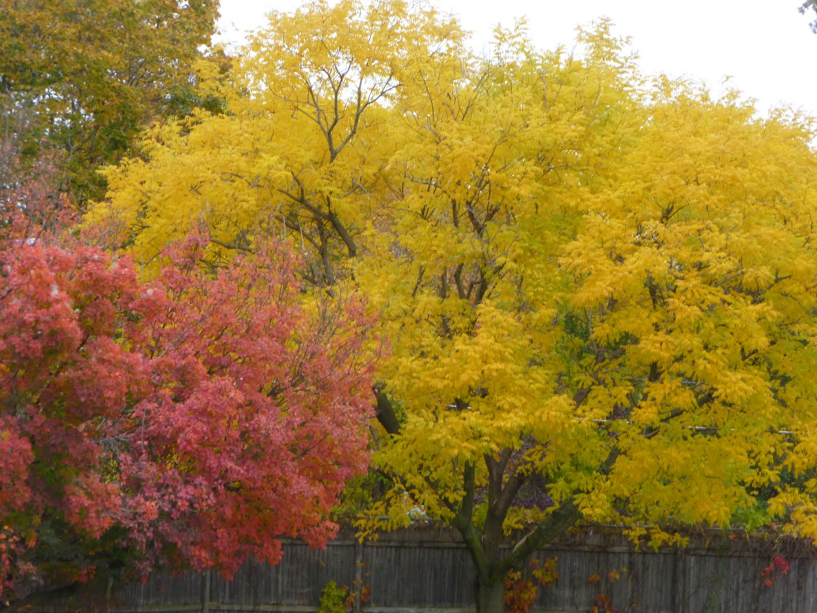 LCC Grounds Maintenance: Japanese Pagoda Tree