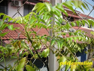 PeteFormation Foodie Adventure: Edible Plants, Fruits and Herbs in a ...