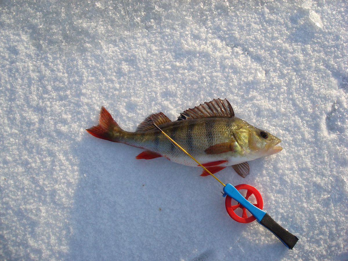 Välkommen till Lindeman's vrå: 29 Jan. Filé-Abborre & Rådjur