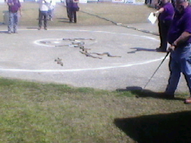 The Traveling Robinsons: Rattlesnake Rodeo in Opp, Alabama