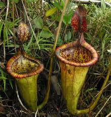 fill our lives with science and entertainment: Rat-Eating Pitcher Plant ...