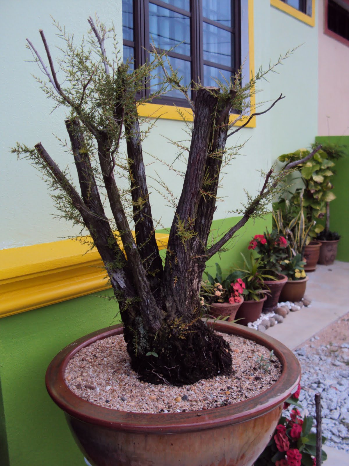 OH BONSAI !!!!!: Bonsai Cucur Atap