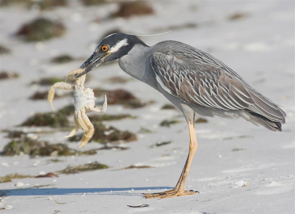 Southwest Florida Birds and Wildlife Photo Walks