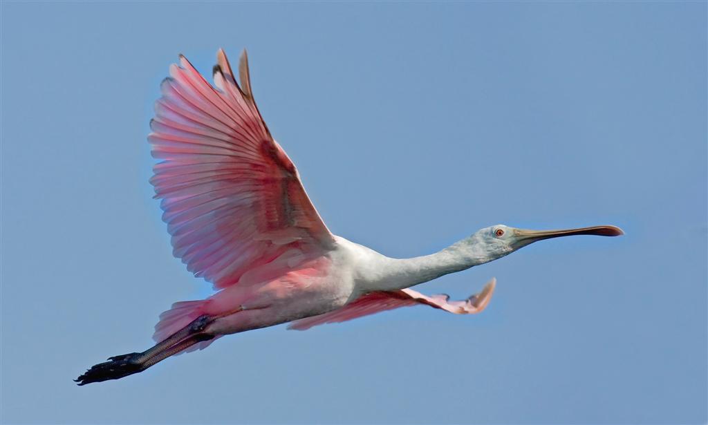 Southwest Florida Birds and Wildlife Photo Walks