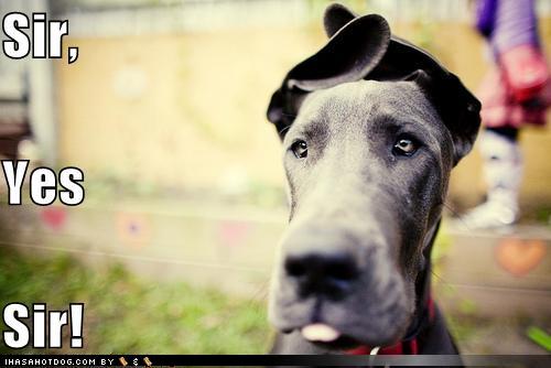 Heart Beats: Yes,Sir