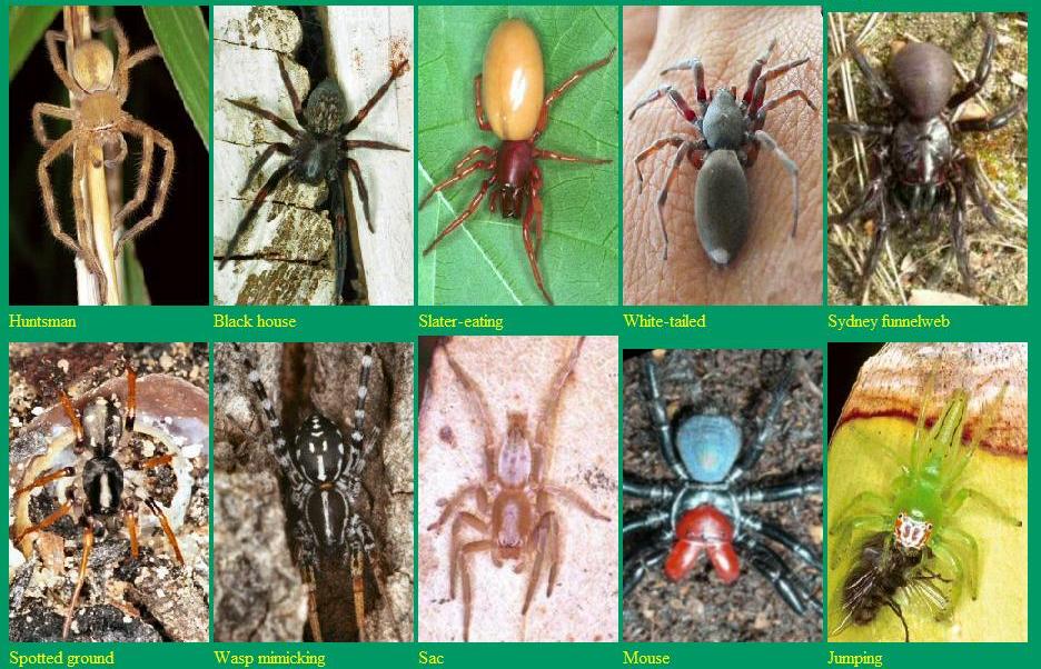 Australian WildLife: SPIDERS