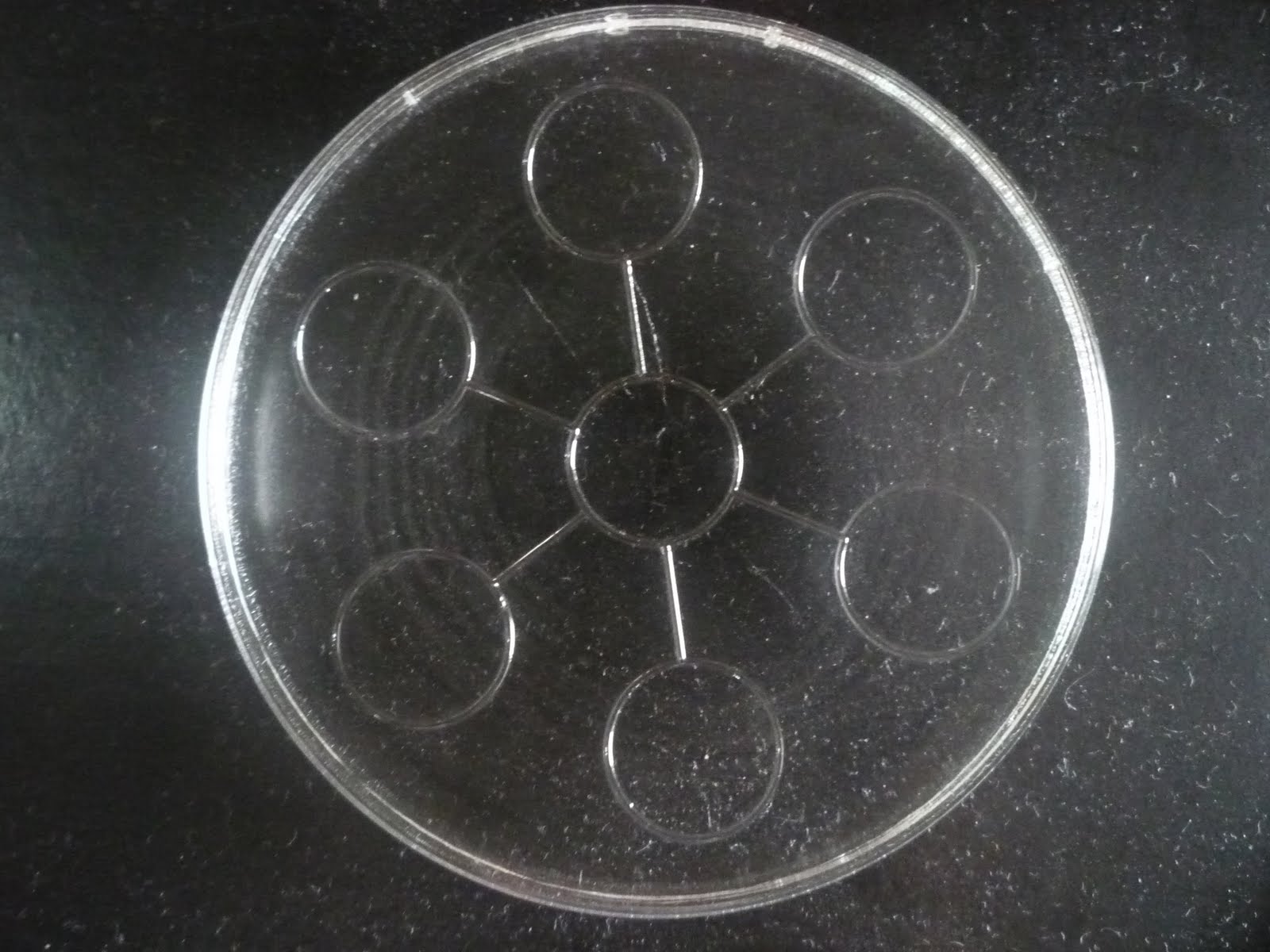 BIO-DISC UNIQUENESS & SERVICES: Bio Disc - Product Overview