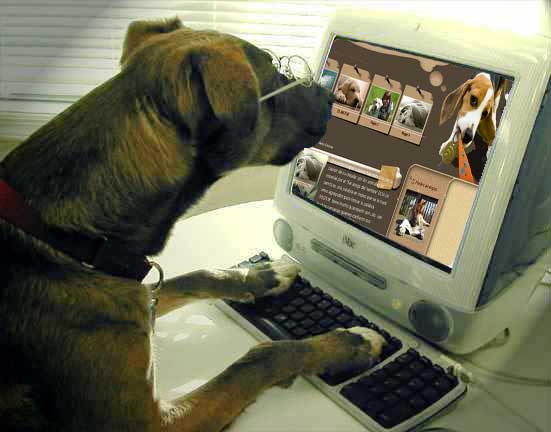 animales ke saven usar la compu - Taringa!