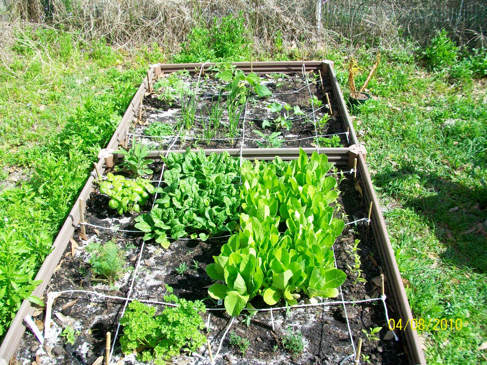 Garden: My Backyard Vegetable Garden