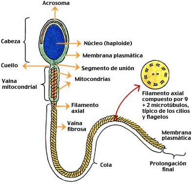 BIOLOGÍA nivel enseñanza media : ESPERMATOZOIDE